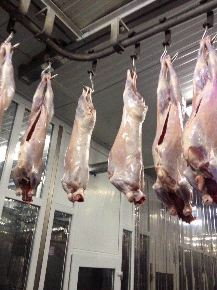 Wholesale Lamb Carcass Chilled Halal Supplier Abraa