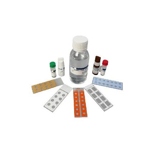 Wholesale Indirect immunofluorescence assay kit Supplier Abraa